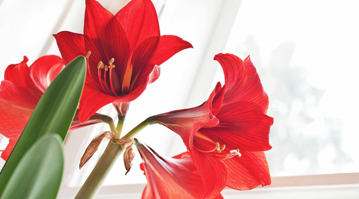 Så tar du bäst hand om julens amaryllis | ELLE
