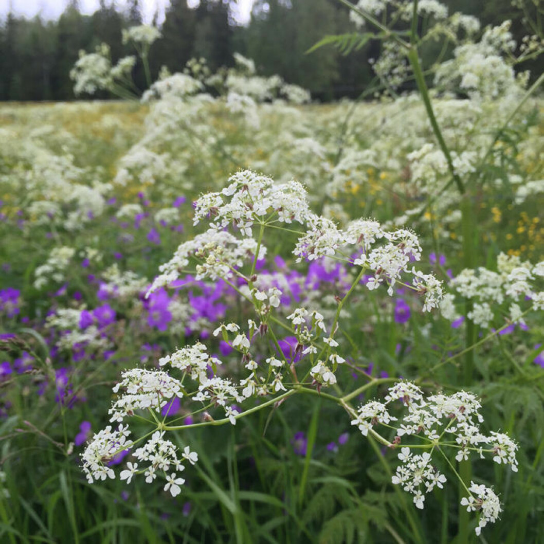 Fota sommarbilder med mobilen | ELLE