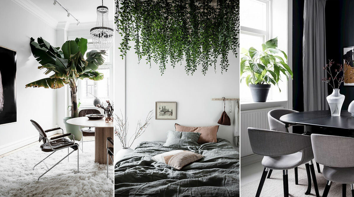 5 vanliga inredningsmissar med växter – och tipsen för att lyckas | ELLE