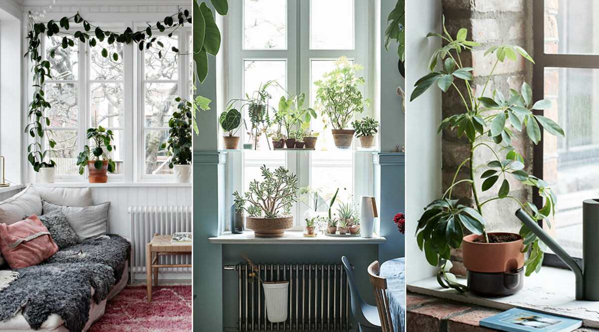 11 tips när du tar hem en ny växt | ELLE