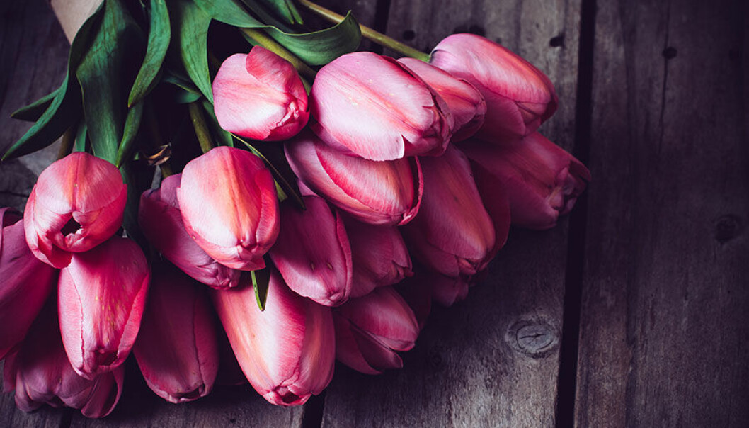 8 tips: Så får du tulpanerna att hålla längre | ELLE